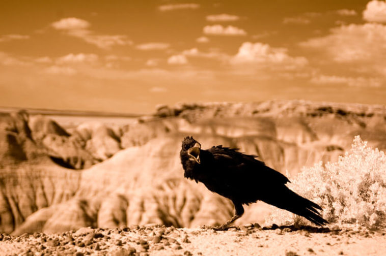 Les clés pour dominer la photo infrarouge - Photo24