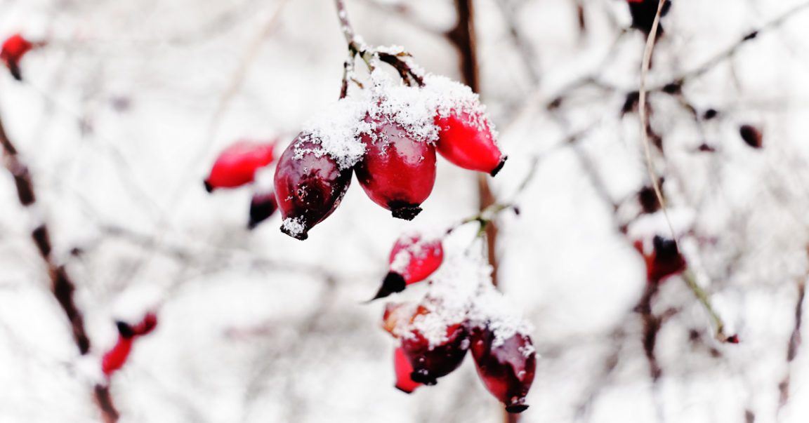 Photos high-key et low-key : nos conseils pour les réussir - Photo24