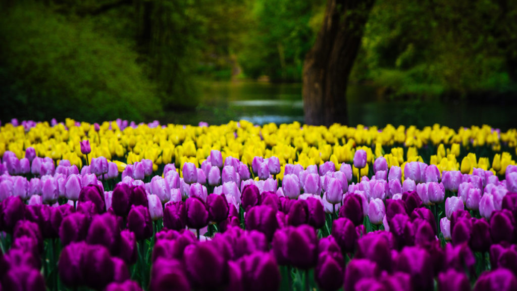 Photographier le printemps à l'aide de 9+1 astuces essentielles - Photo24