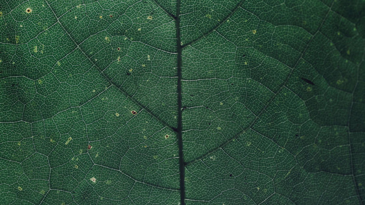 Photographier des textures et des motifs dans la nature : 12 conseils ...